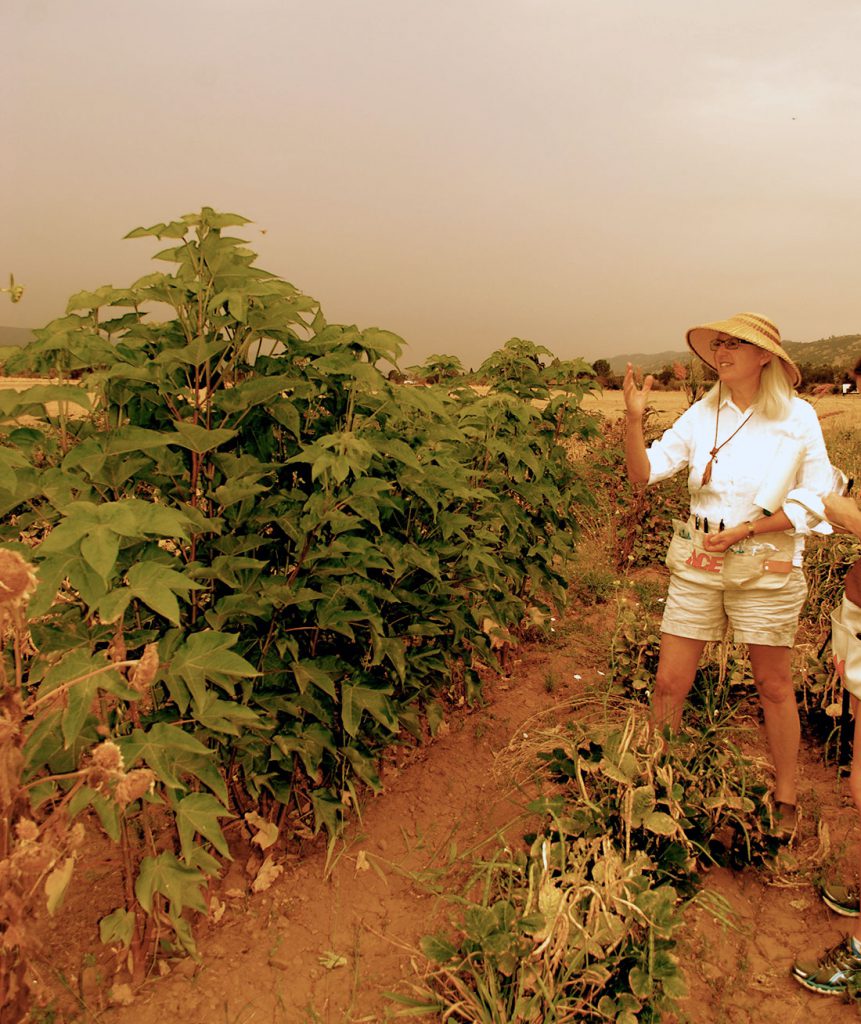 Cotton Archives - Fibershed