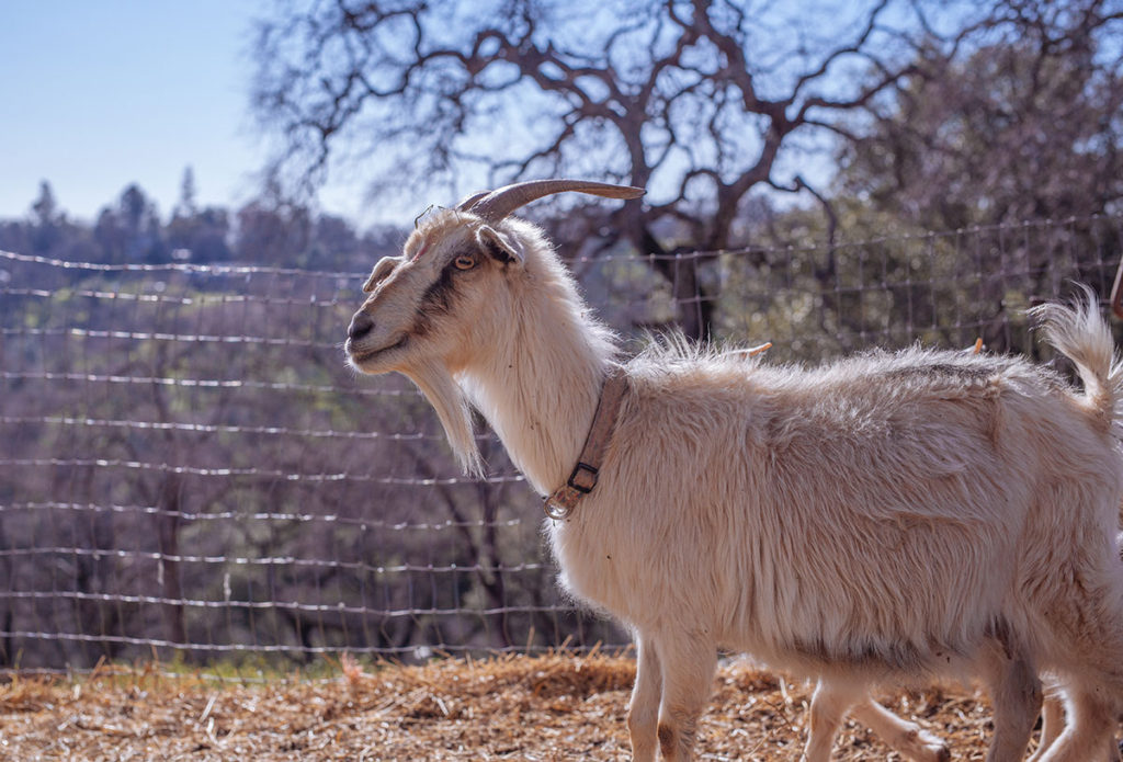 Naturally Colored Fiber Fun at Blue Barn Farm - Fibershed