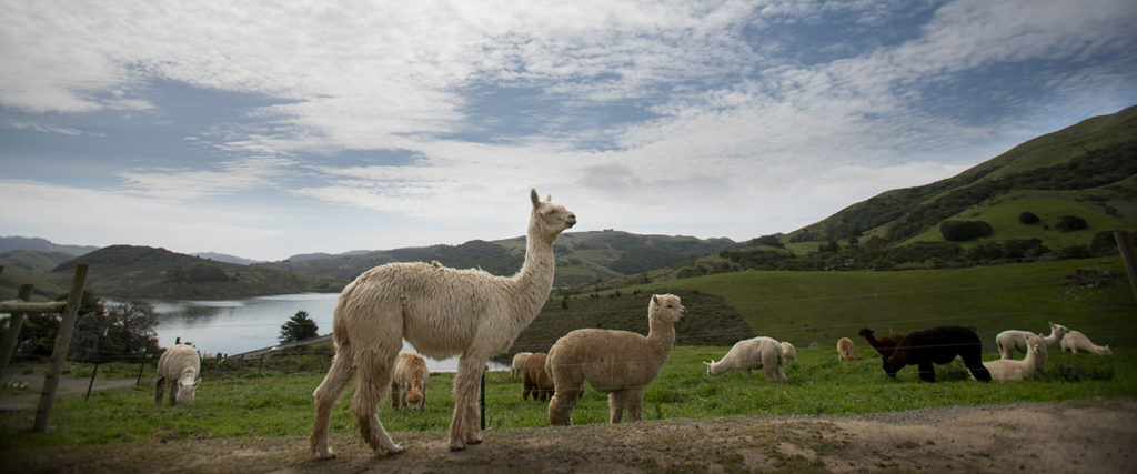 Calpaca Camelid Symposium - Fibershed