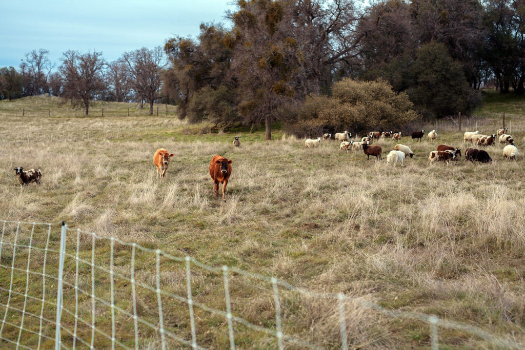 Herdshare & Healthy Soil at Free Hand Farm - Fibershed