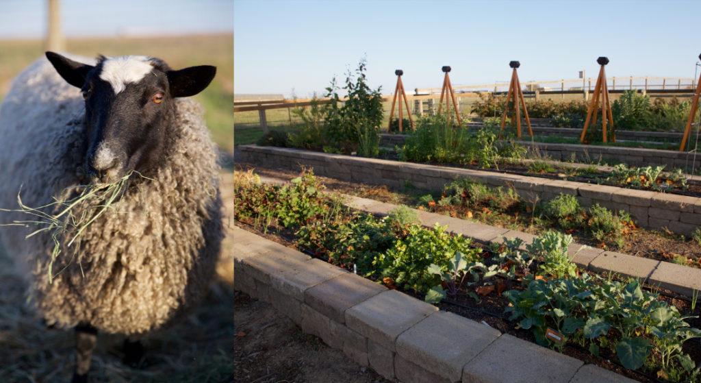 Patterns & Passions at Pont Family Farm - Fibershed