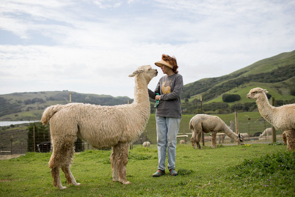 The Hum of the Alpaca at Alpacas of Marin - Fibershed