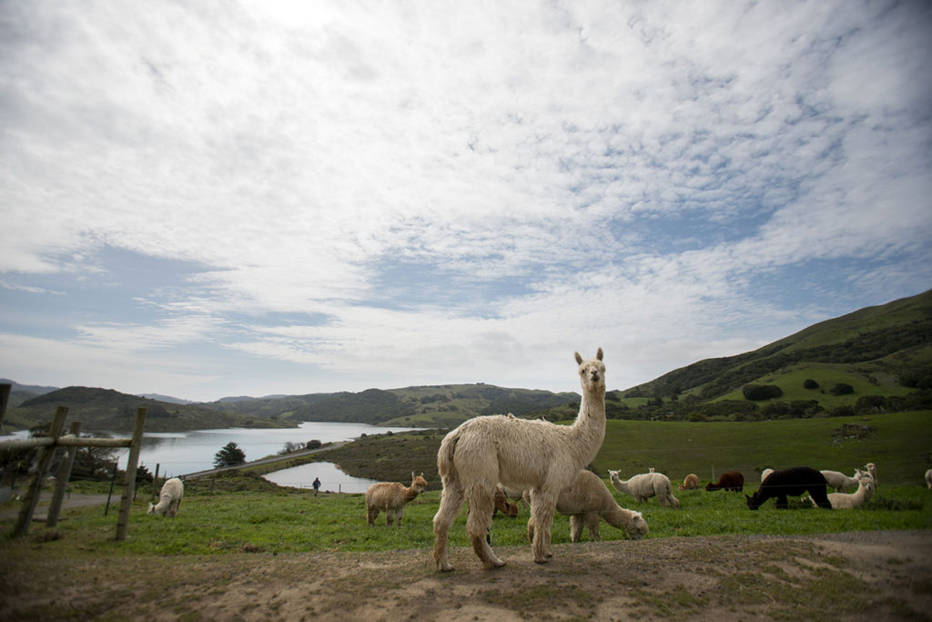 The Hum of the Alpaca at Alpacas of Marin - Fibershed