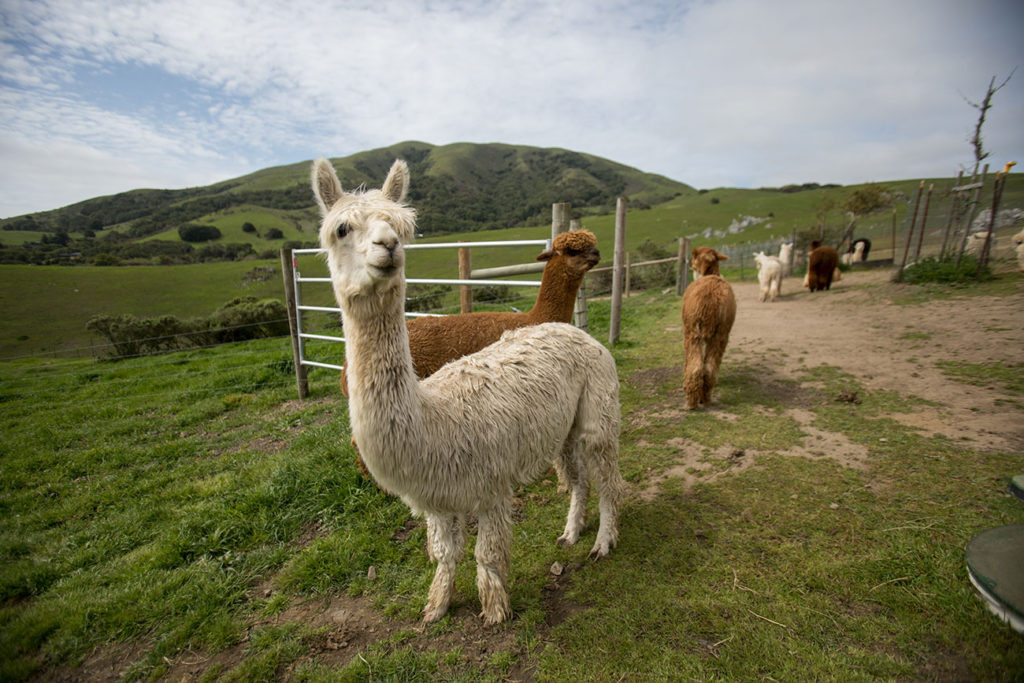 The Hum of the Alpaca at Alpacas of Marin - Fibershed
