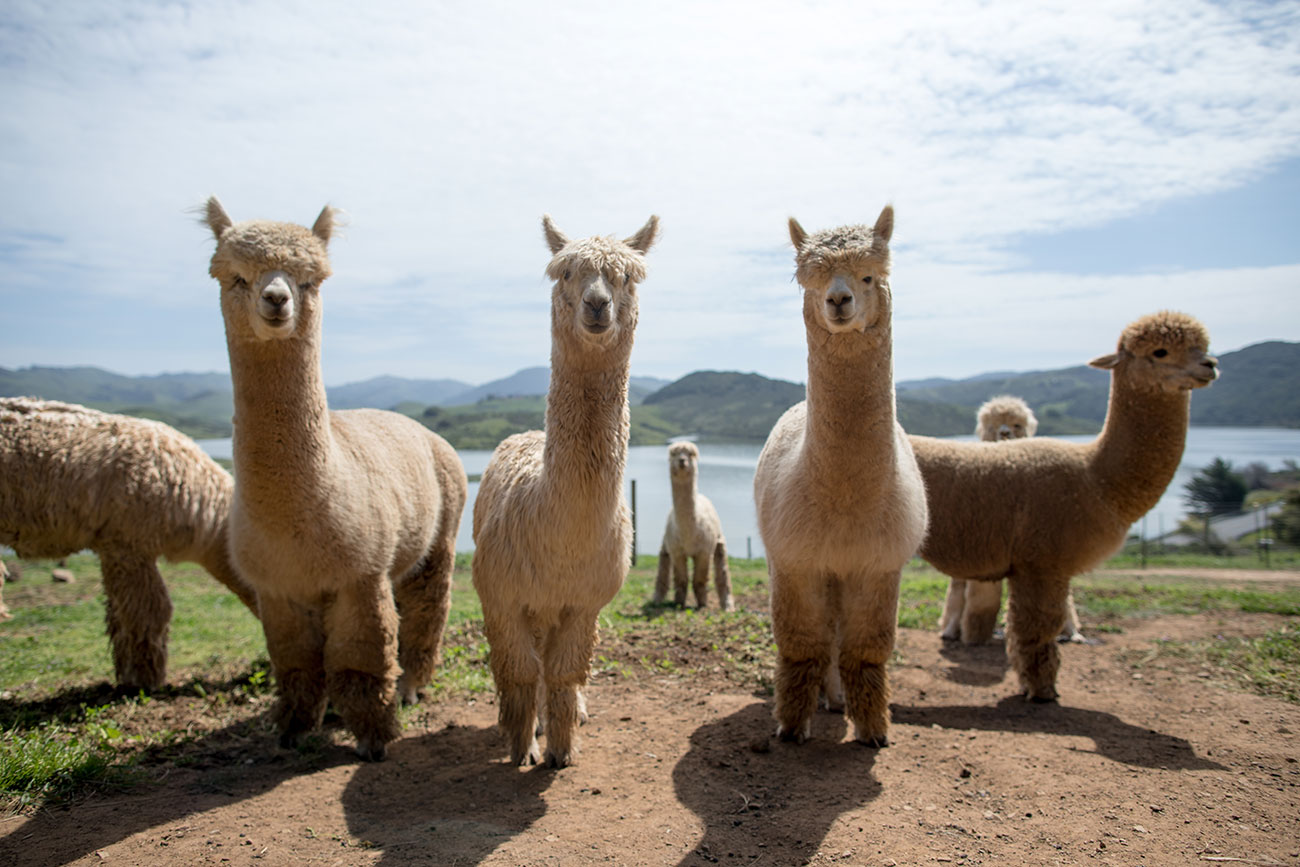 The Hum of the Alpaca at Alpacas of Marin - Fibershed