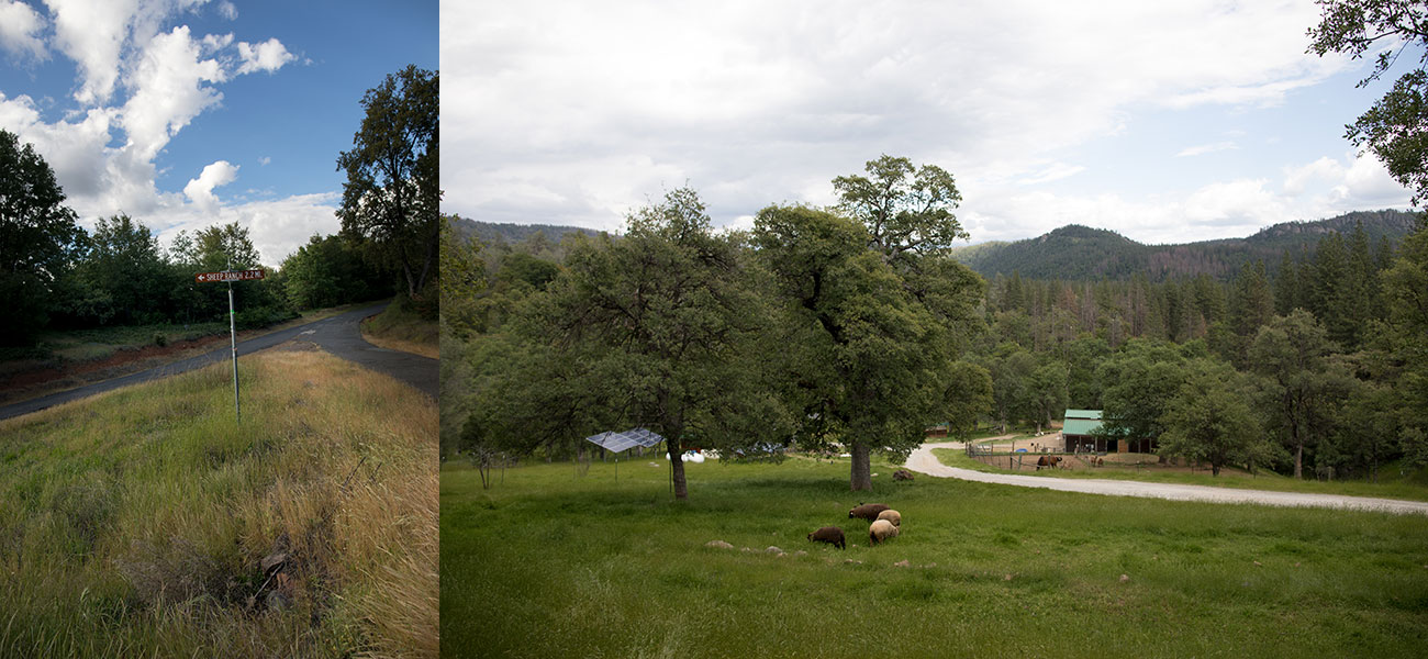 A History of Sheep Ranching at Madrone Coast Farm - Fibershed
