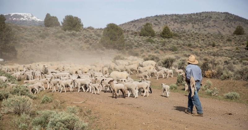 WOOLGATHERING 2019 - Fibershed