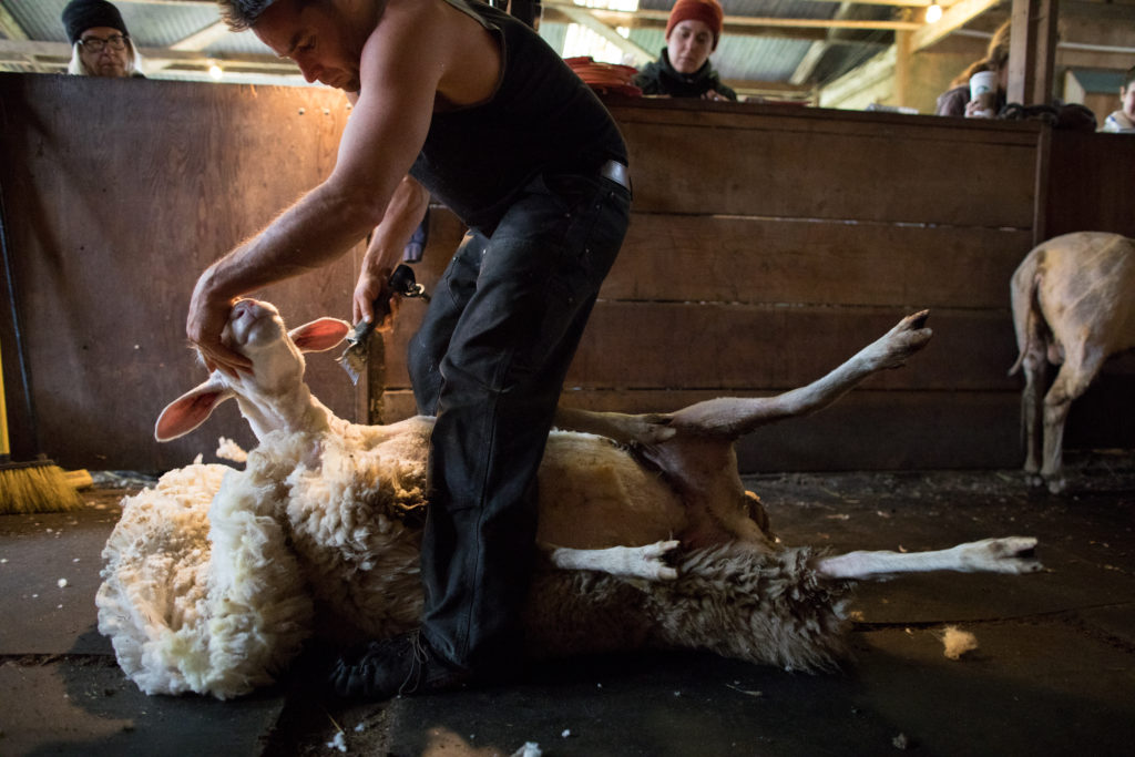 Choreography and Skill: How Sheep are Sheared - Fibershed