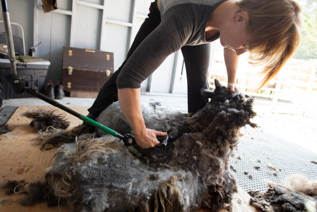 Choreography and Skill: How Sheep are Sheared - Fibershed