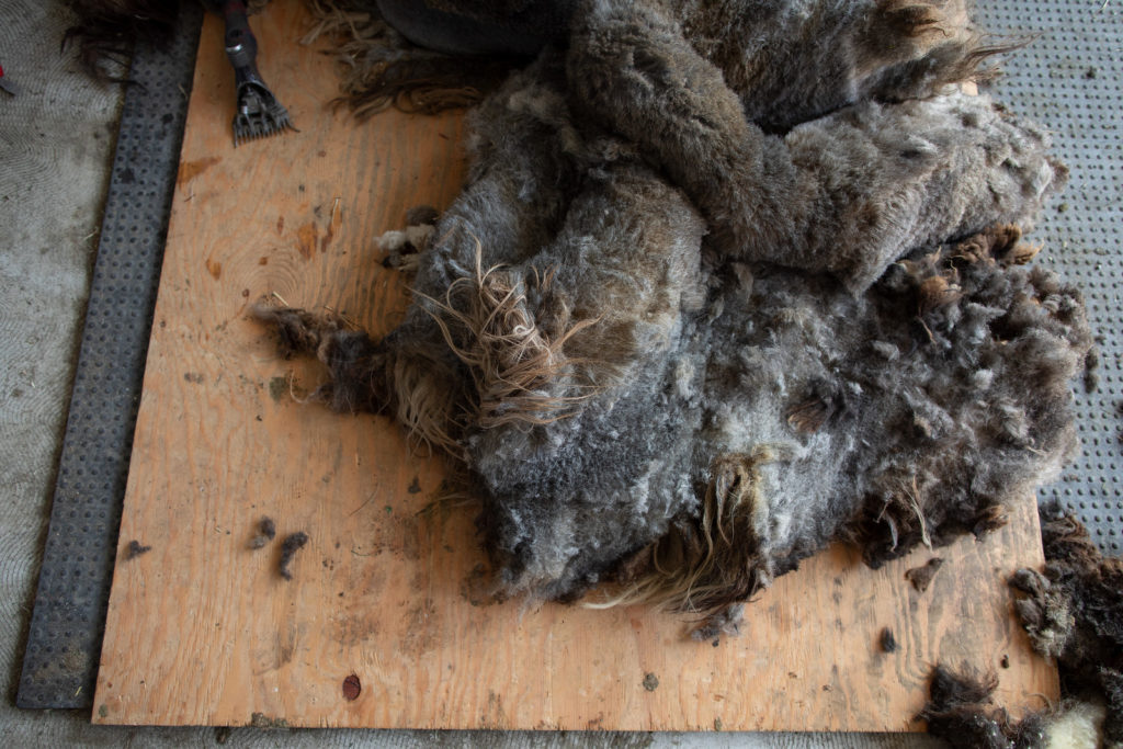 Choreography and Skill: How Sheep are Sheared - Fibershed