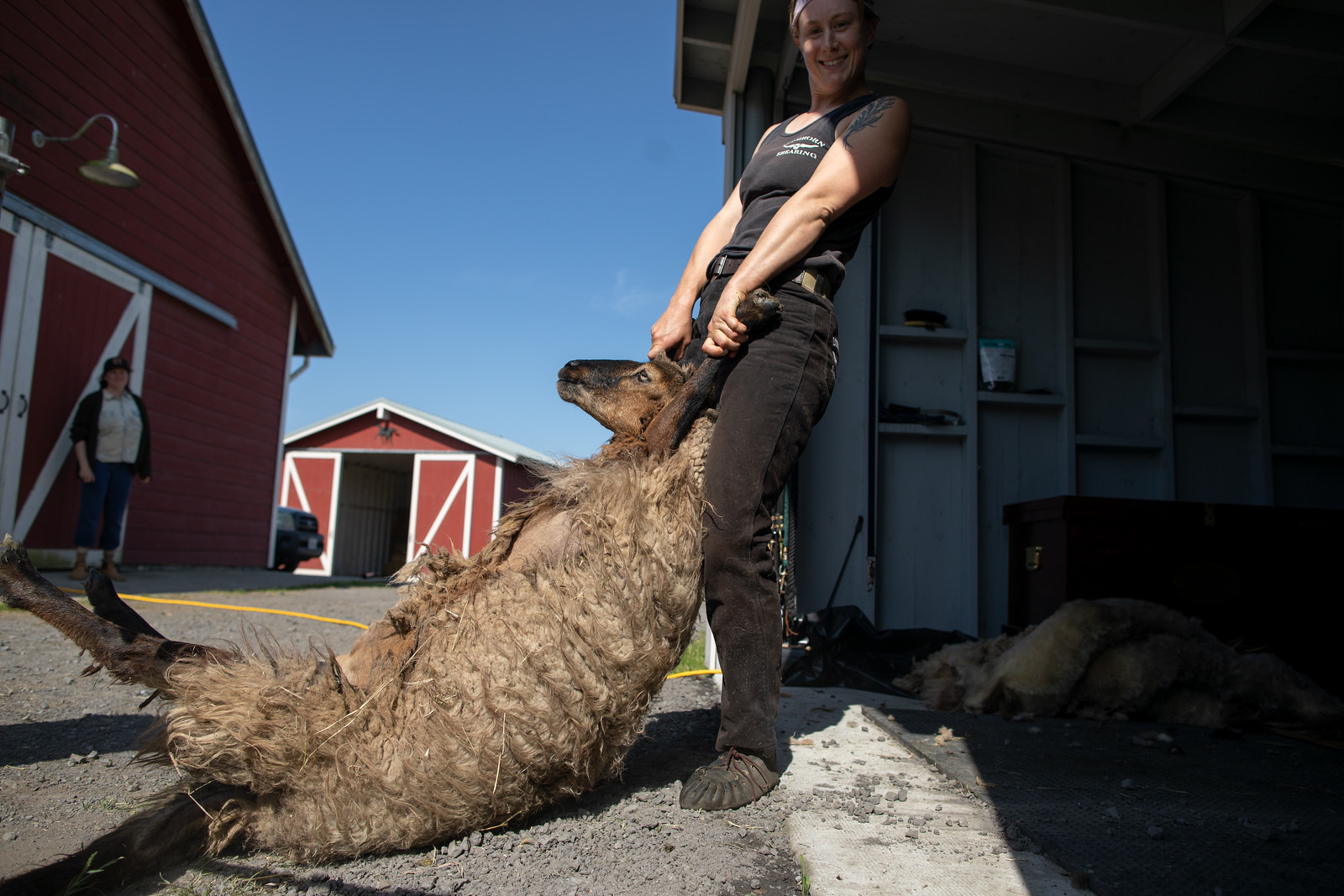 Choreography and Skill: How Sheep are Sheared - Fibershed