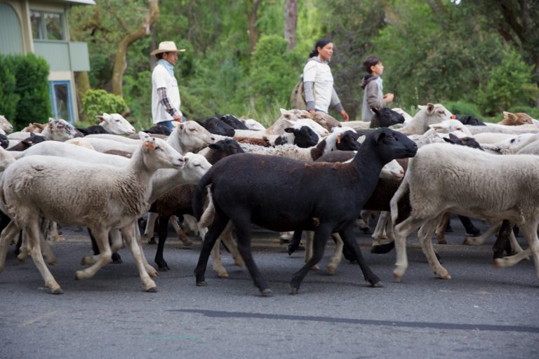 Shearing and Welfare: Why are Sheep Sheared? - Fibershed