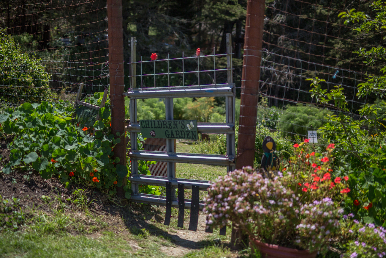 From Sheep to Shawl: Family Fun at UC Elkus Ranch - Fibershed