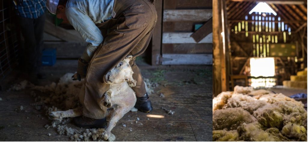 From Sheep to Shawl: Family Fun at UC Elkus Ranch - Fibershed