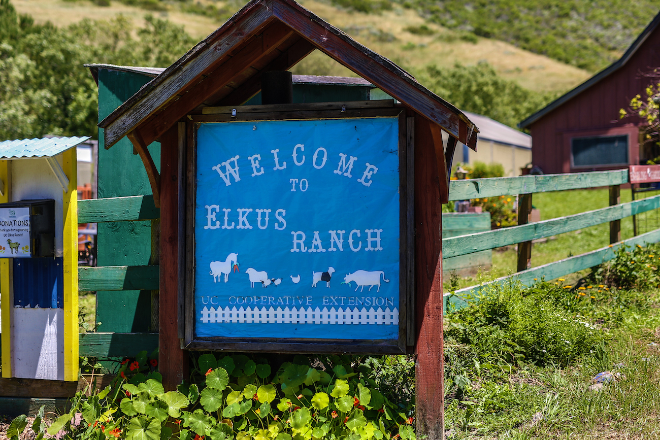 From Sheep to Shawl: Family Fun at UC Elkus Ranch - Fibershed