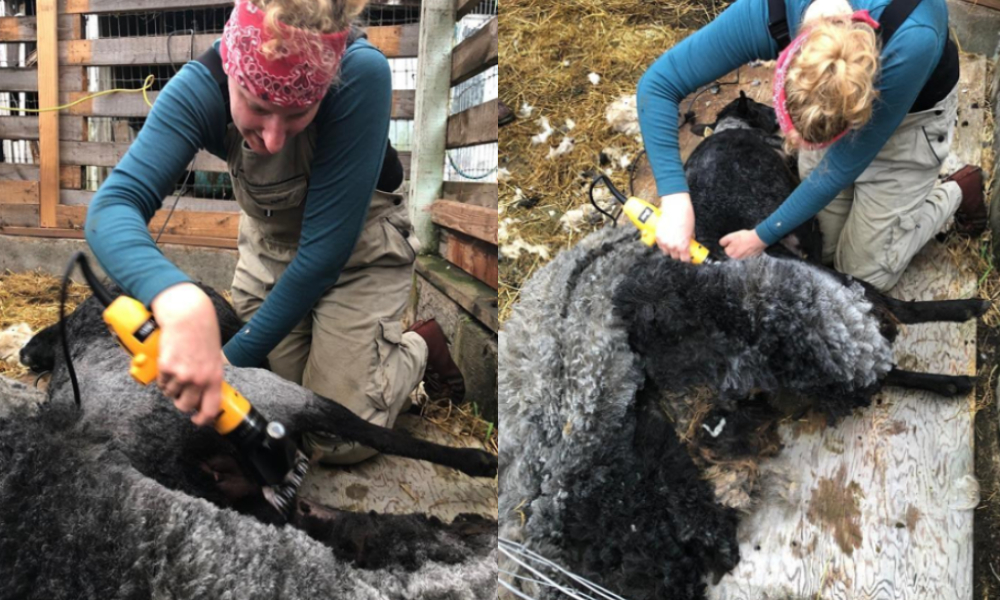 Choreography and Skill: How Sheep are Sheared - Fibershed