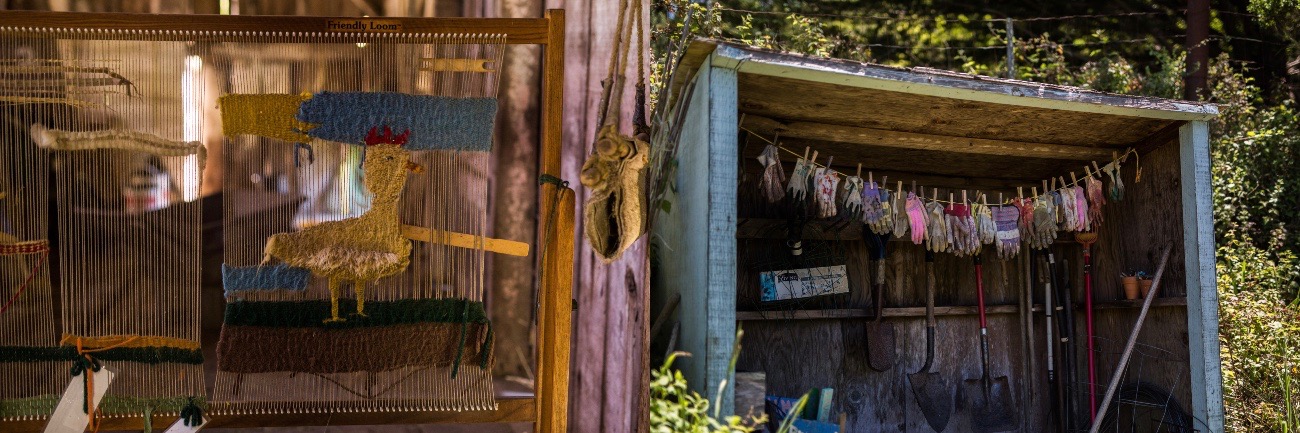 From Sheep to Shawl: Family Fun at UC Elkus Ranch - Fibershed