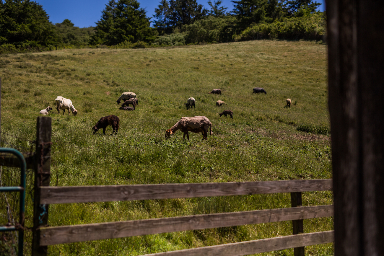 From Sheep to Shawl: Family Fun at UC Elkus Ranch - Fibershed