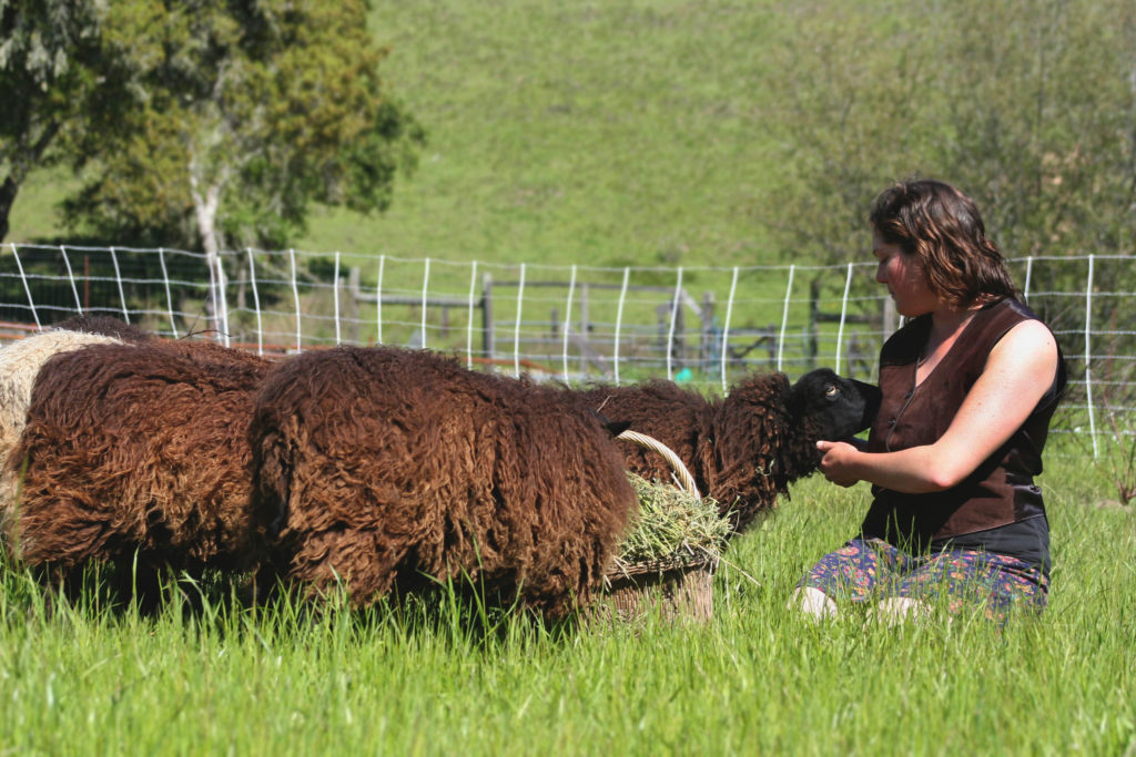 Choreography and Skill: How Sheep are Sheared - Fibershed
