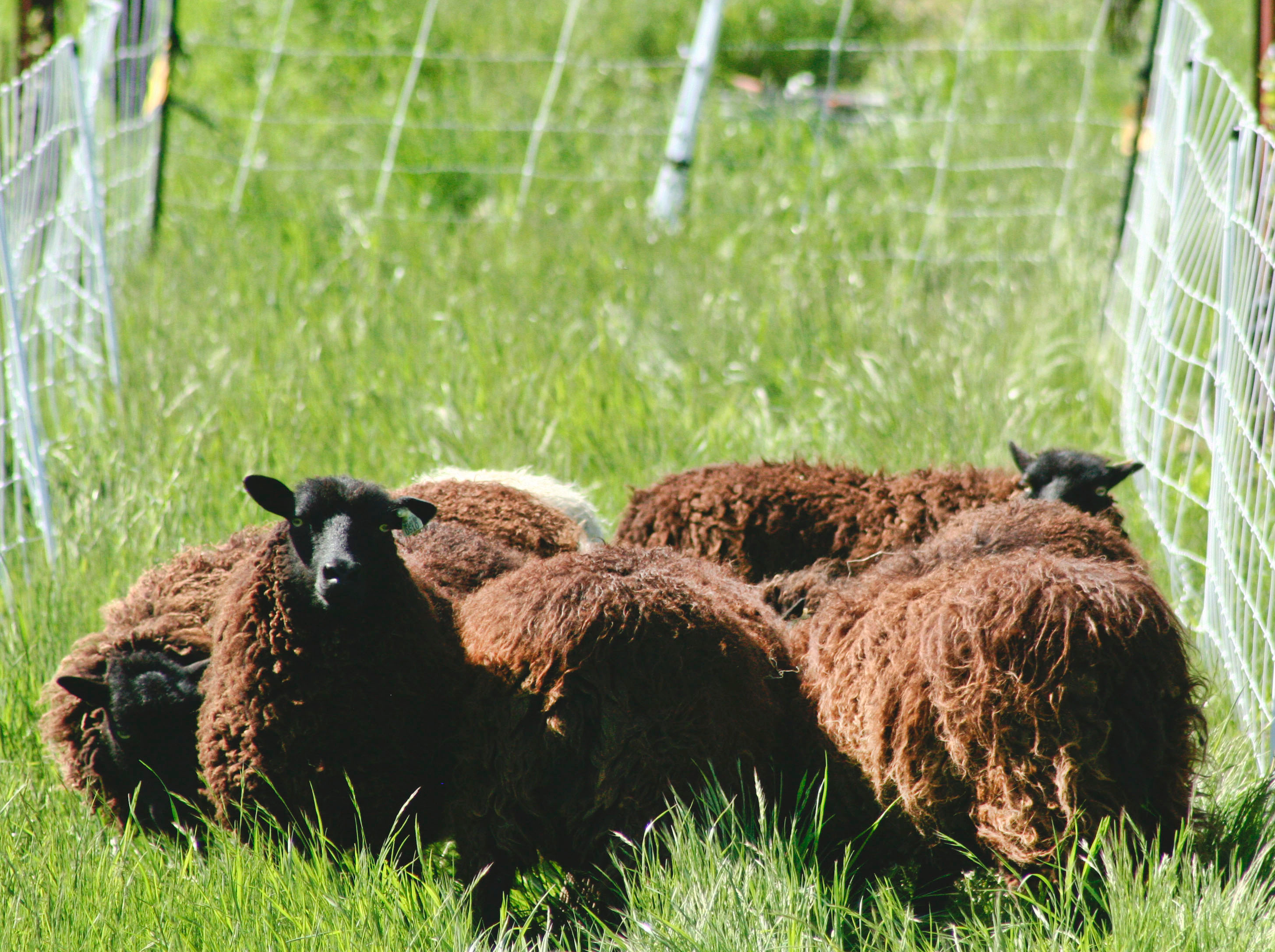 Shearing and Welfare: Why are Sheep Sheared? - Fibershed