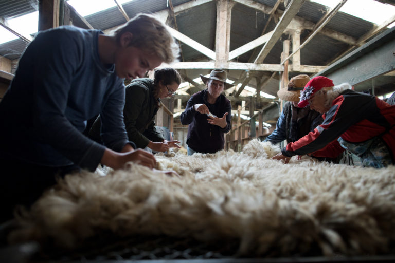 Shearing and Welfare: Why are Sheep Sheared? - Fibershed