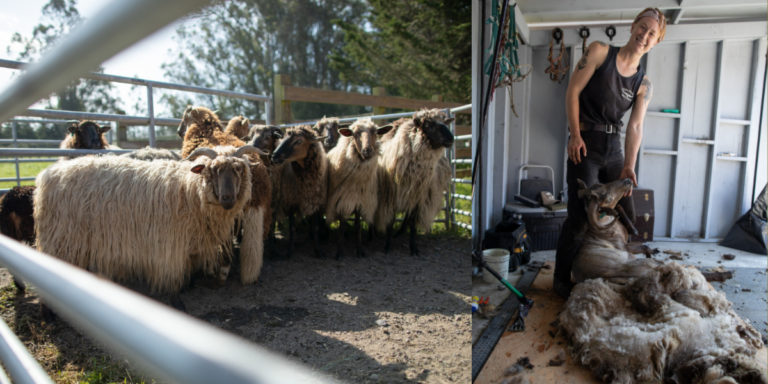 Choreography and Skill: How Sheep are Sheared - Fibershed