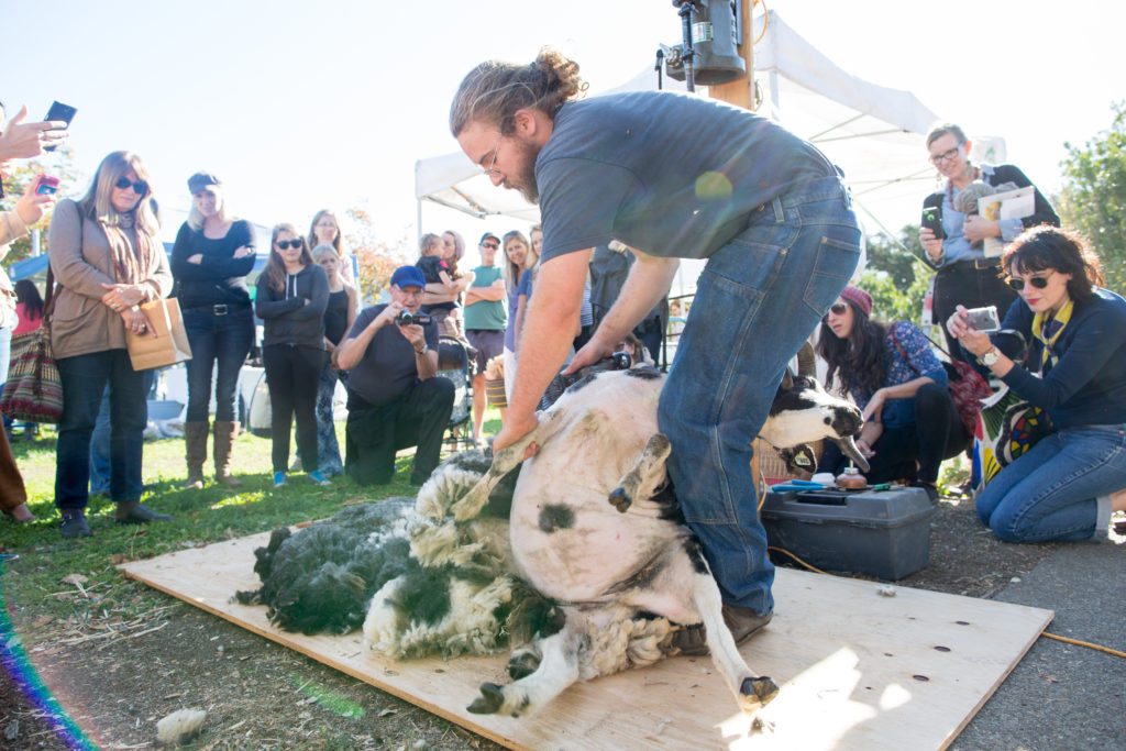 Shearing and Welfare: Why are Sheep Sheared? - Fibershed