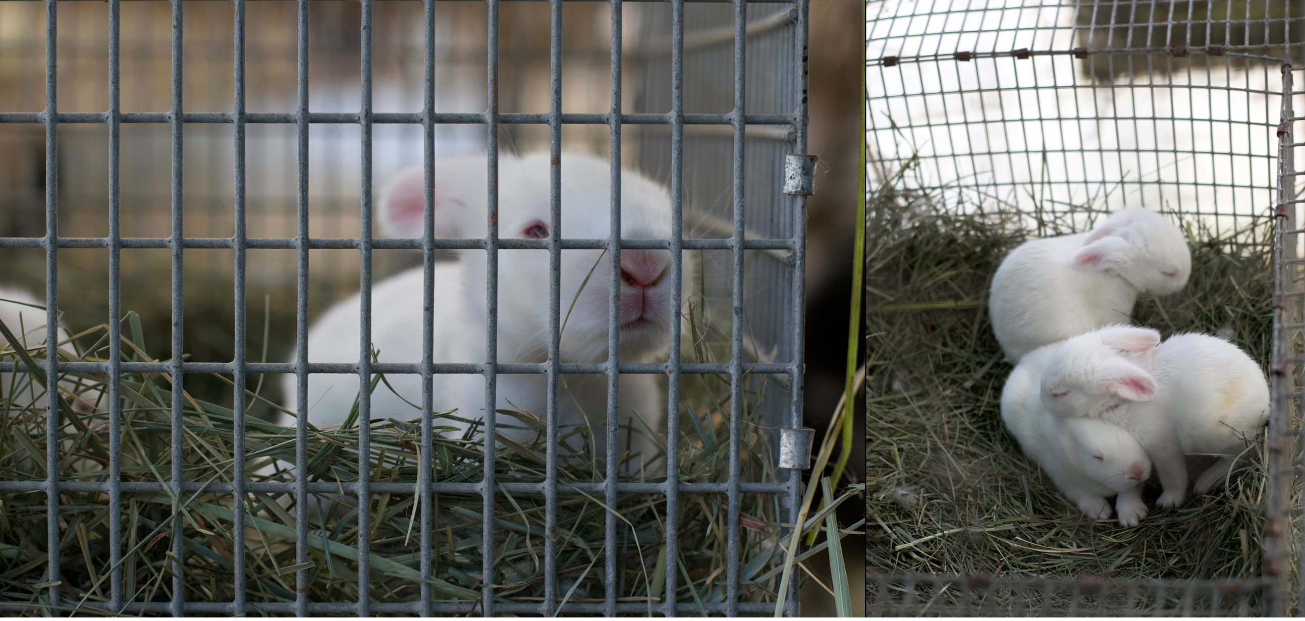 Backyard-Raised Fiber at Bungalow Farm Angora - Fibershed