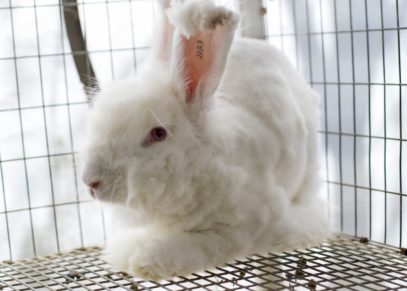 Backyard-Raised Fiber at Bungalow Farm Angora - Fibershed