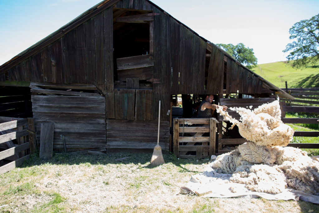 Shearing and Welfare: Why are Sheep Sheared? - Fibershed