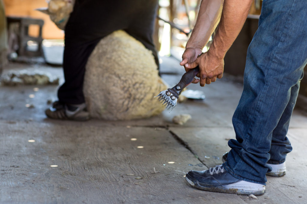 Shearing and Welfare: Why are Sheep Sheared? - Fibershed