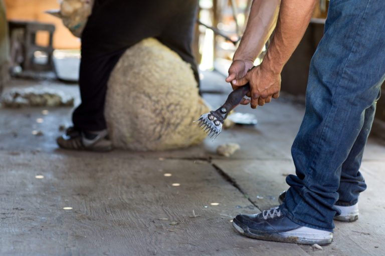 Shearing and Welfare: Why are Sheep Sheared? - Fibershed