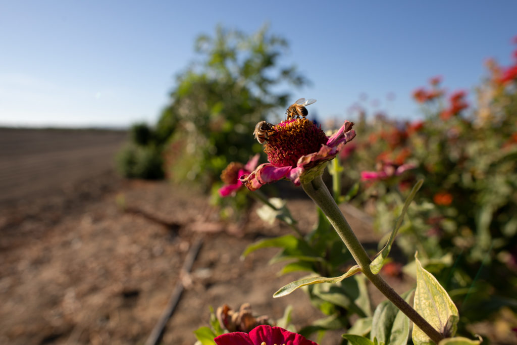 California Cotton Fields: a Renewed Opportunity for Rebuilding Soil ...