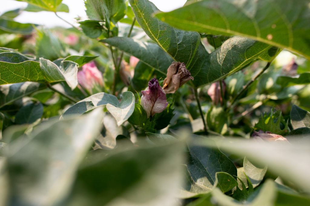 California Cotton Fields: Scaling Carbon Farming Practices with Bowles ...