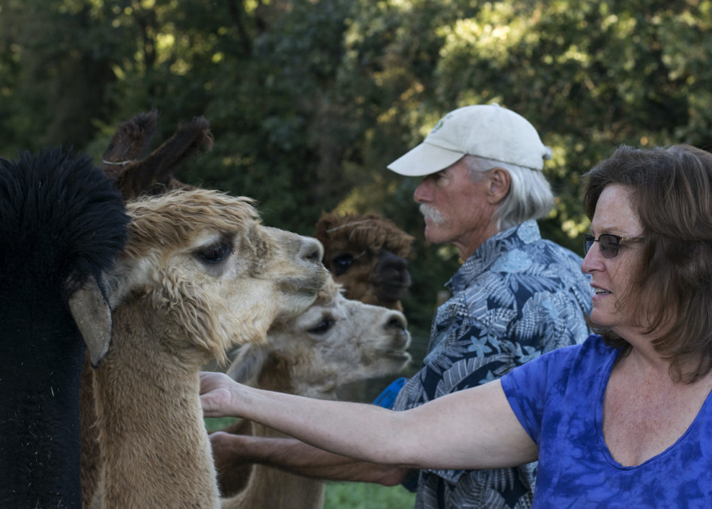 A Relationship of Trust with Sierra Rose Alpacas - Fibershed