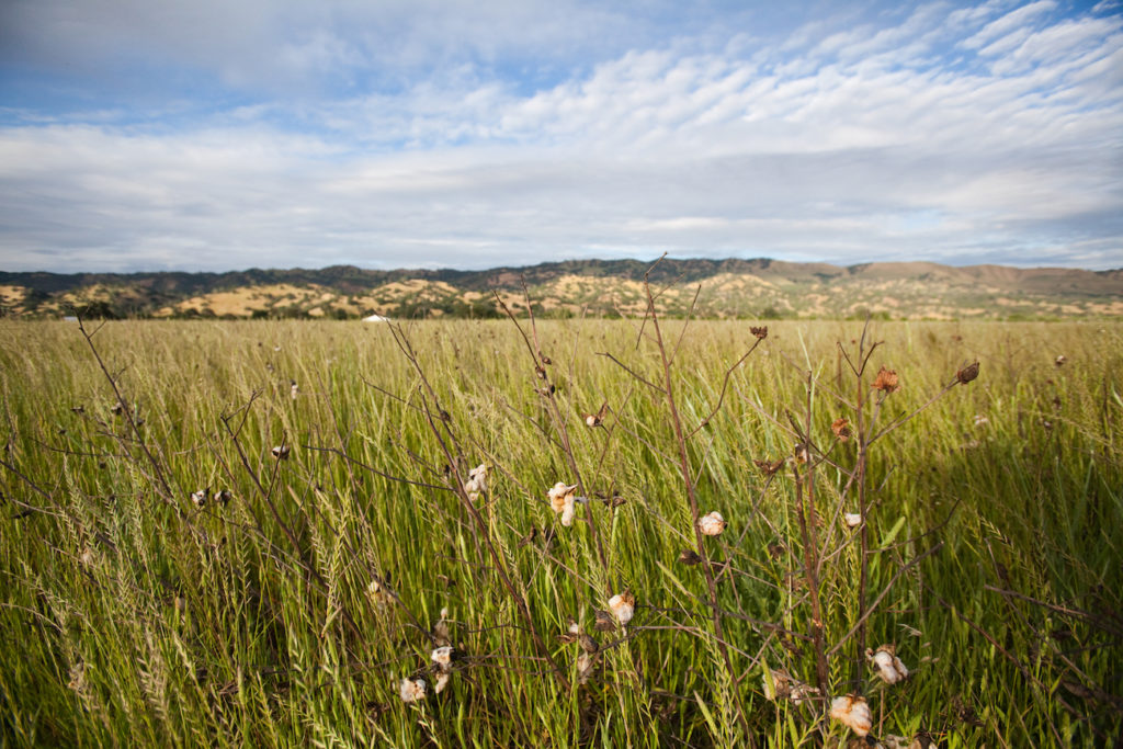 California Cotton Fields: Sally Fox reinvented cotton — by going back ...
