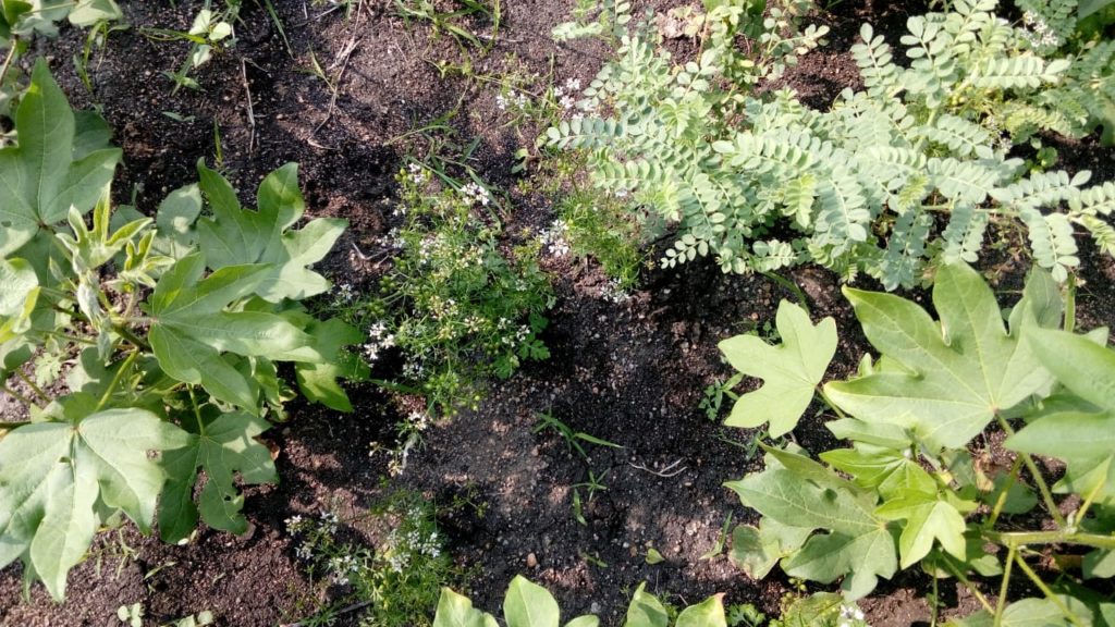 Tula: A Return to India’s Regenerative Cotton Roots - Fibershed