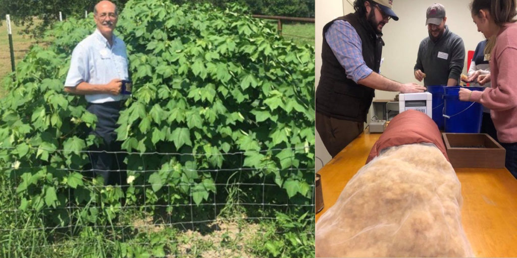 Cotton in Community: Field to Fashion with Acadian Brown Cotton - Fibershed