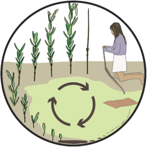 Fiber Visions: Dogbane - Fibershed