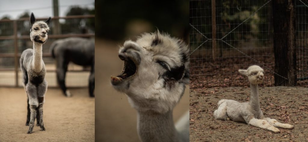 A Small Footprint on the Earth, A Big Impression on Farmers: How These ...