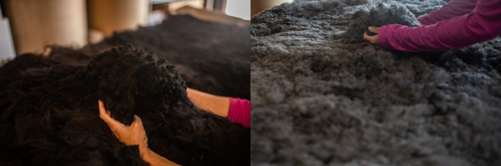 The Rhythm of Care at Rockstar Alpacas - Fibershed