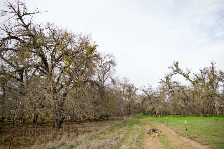 Carbon Farming and Co-Benefits at PT Ranch - Fibershed