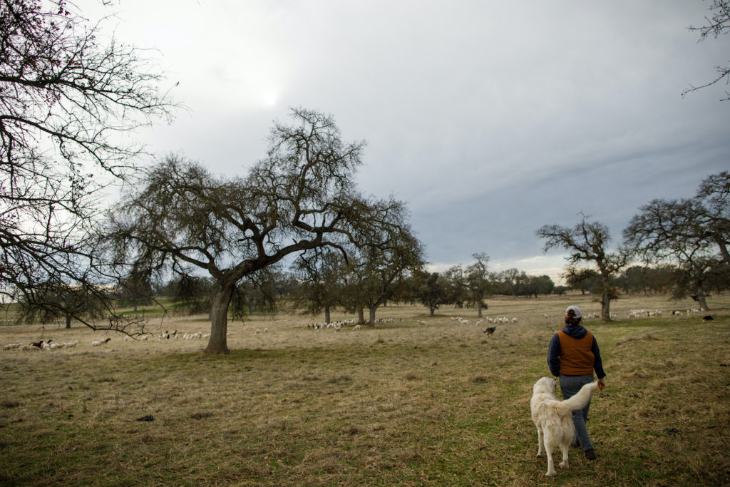 Carbon Farming and Co-Benefits at PT Ranch - Fibershed