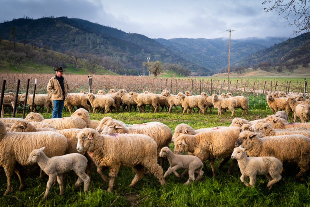 Shannon Ranches - Fibershed