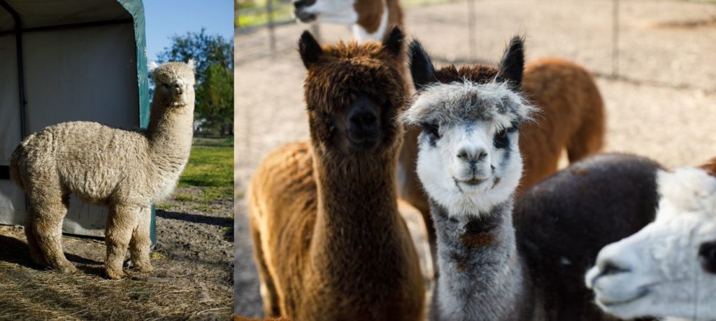 Raising Happy Animals at Integrity Alpacas - Fibershed