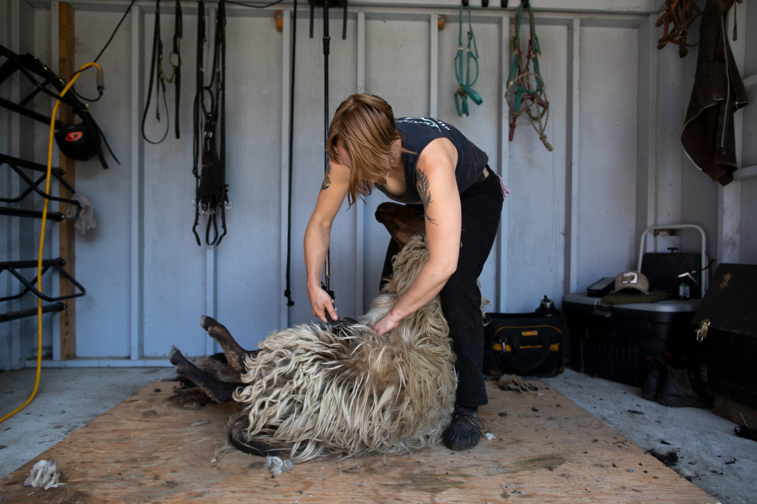 Shedding Light on Sheep Shearing: 3-Part Series for Understanding the ...