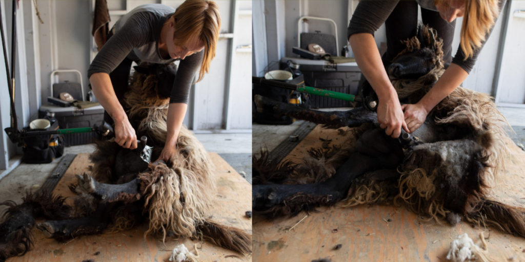 Shedding Light on Sheep Shearing: 3-Part Series for Understanding the ...