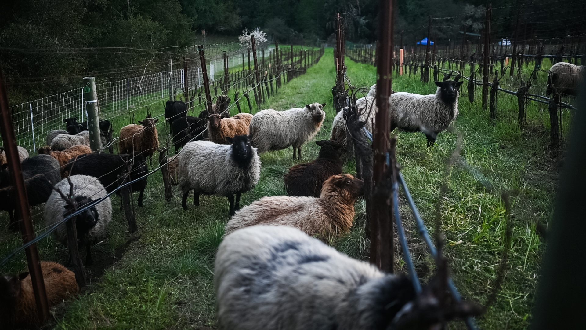 The Extraordinary Alchemy of Sheep & Winegrowing at Littorai Wines ...
