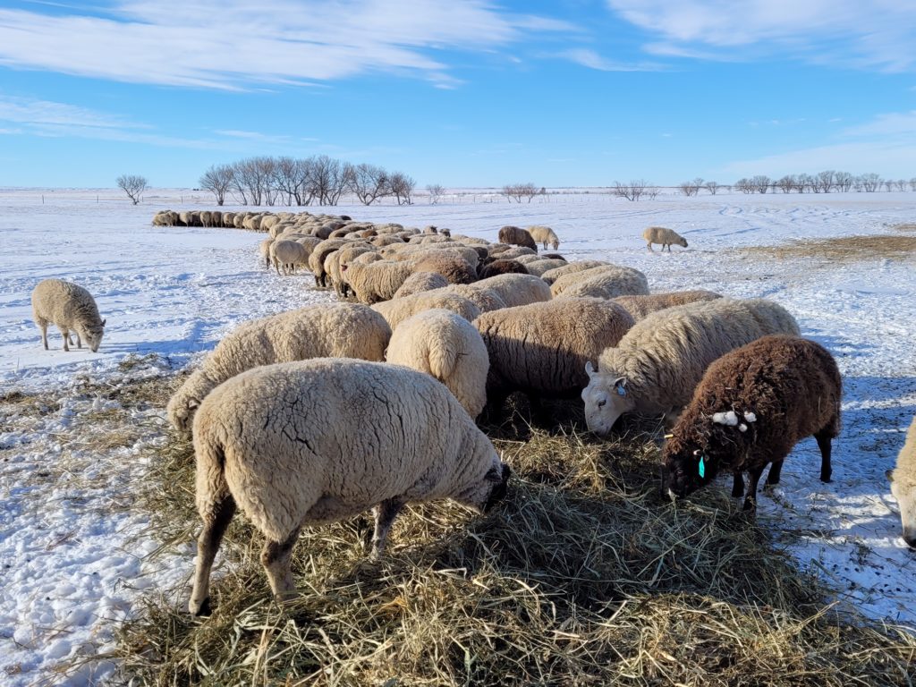 Prairie Fibreshed - Fibershed