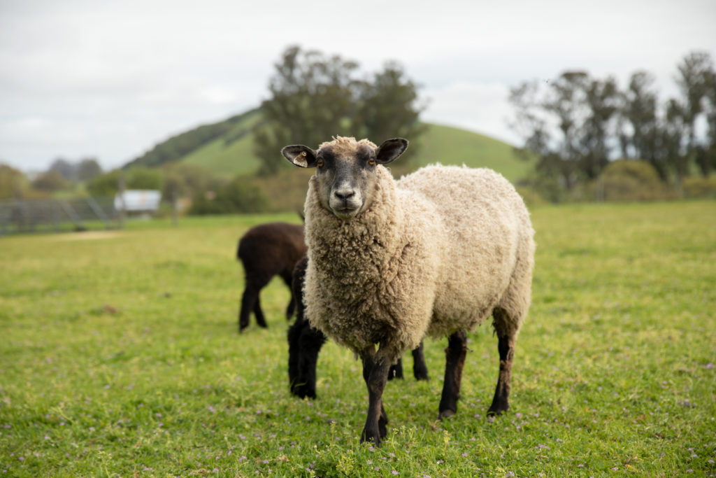 Northern and Central California Fibershed - Fibershed